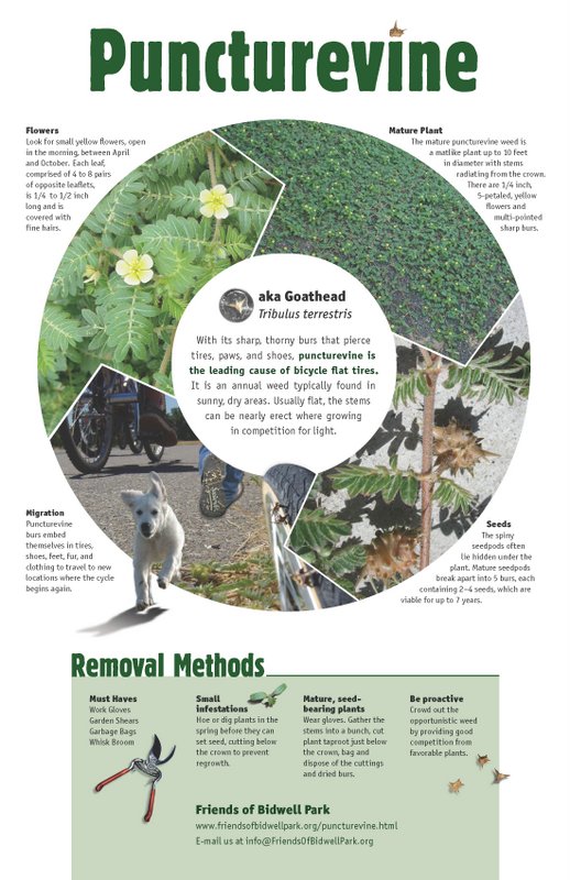 The Dreaded Puncturevine Plant (AKA Goathead) | Friends of Bidwell Park